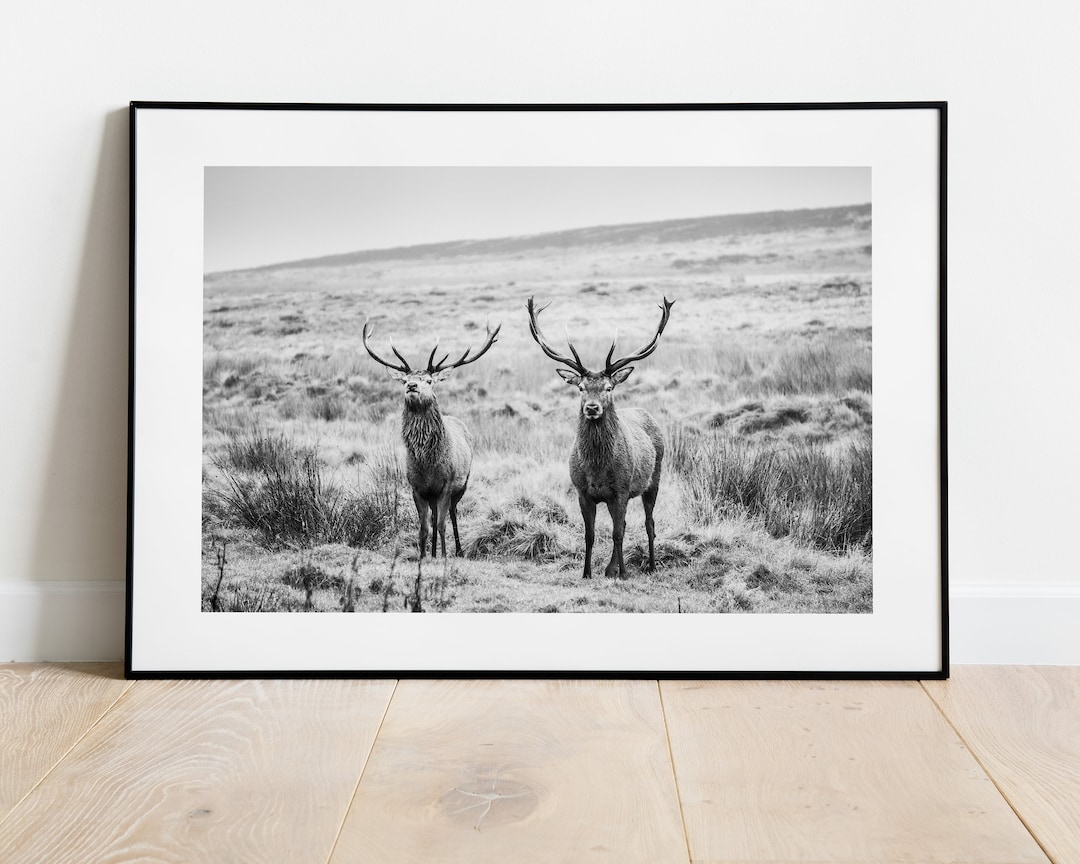 Landscape Stag Print - Fine Art Photography Print - Peak District ...