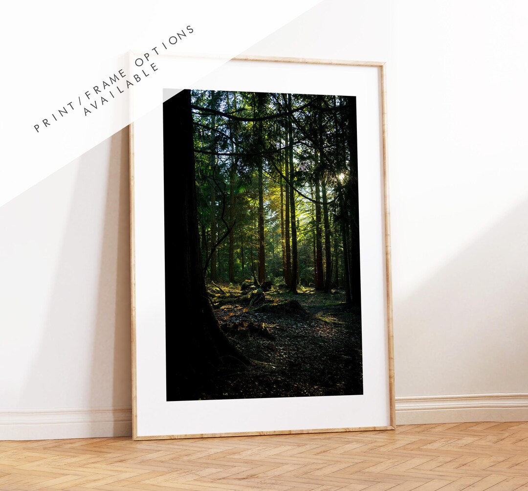 Forest Photography Print - New Forest - Hampshire Photography Prints ...