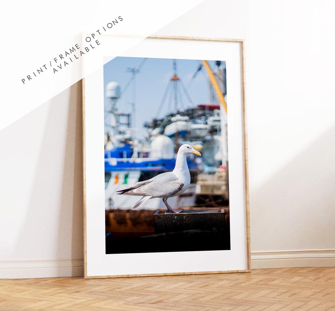 Seagull Print - Photography Print - Portsmouth and Southsea Prints ...