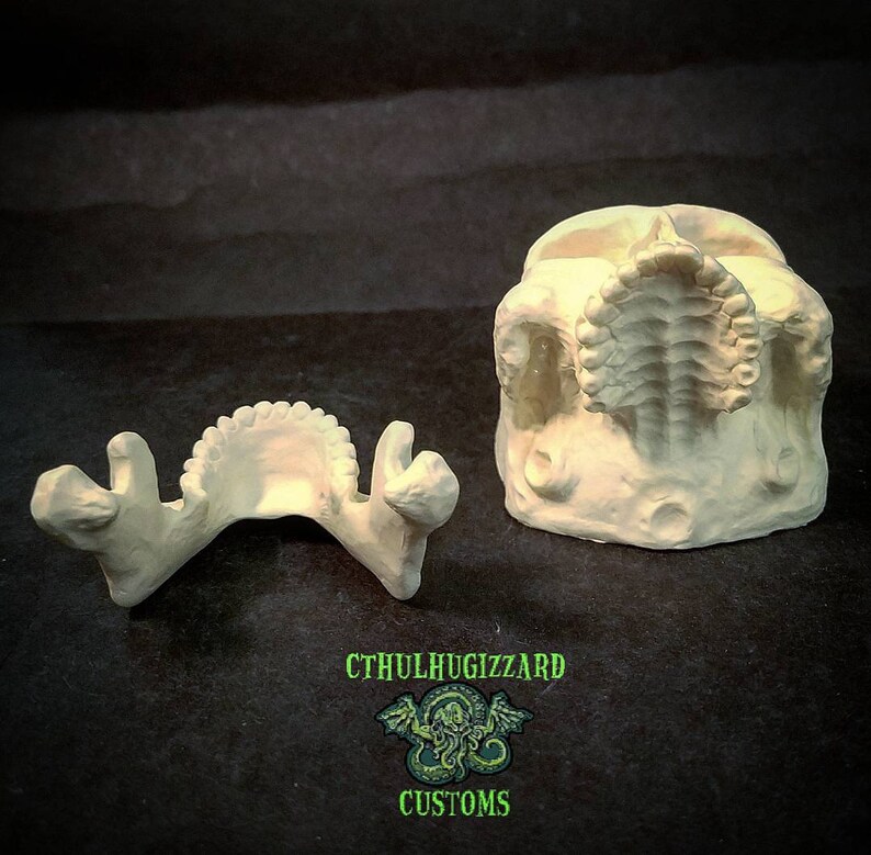 Anatomical Skull Relief 1/3rd Scale With Separate Lower Jaw | Etsy