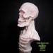 Anatomical Skeletal Sculpting Bust 1/3rd Scale Unpainted Resin Model ...