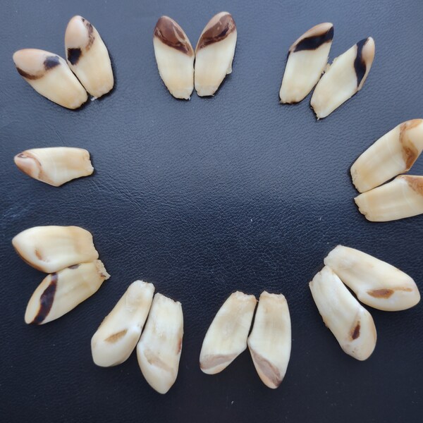 Deer Tooth - Etsy