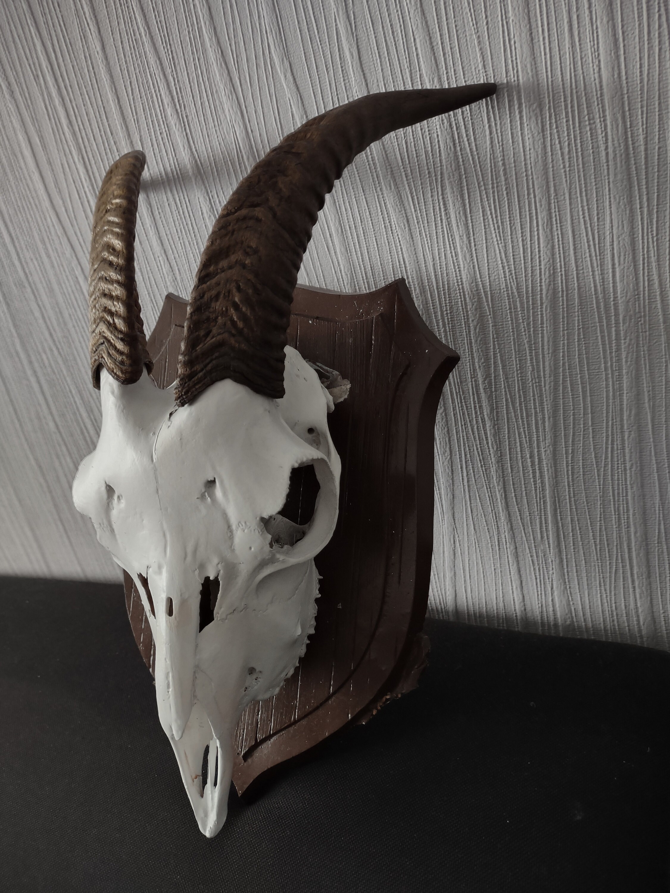 Rocky Mountain Goat Skull