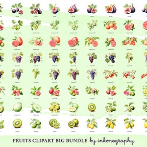 Fruits Clipart Fruits Bundle Commercial Use High Quality Transparent ...