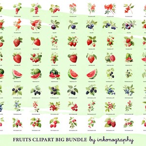 Fruits Clipart Fruits Bundle Commercial Use High Quality Transparent ...