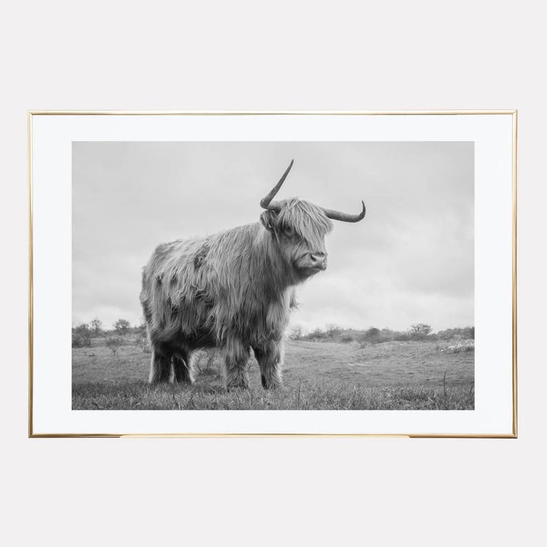 cows-prints-wall-art-highland-cows-cow-prints-cow-print-highland-cow