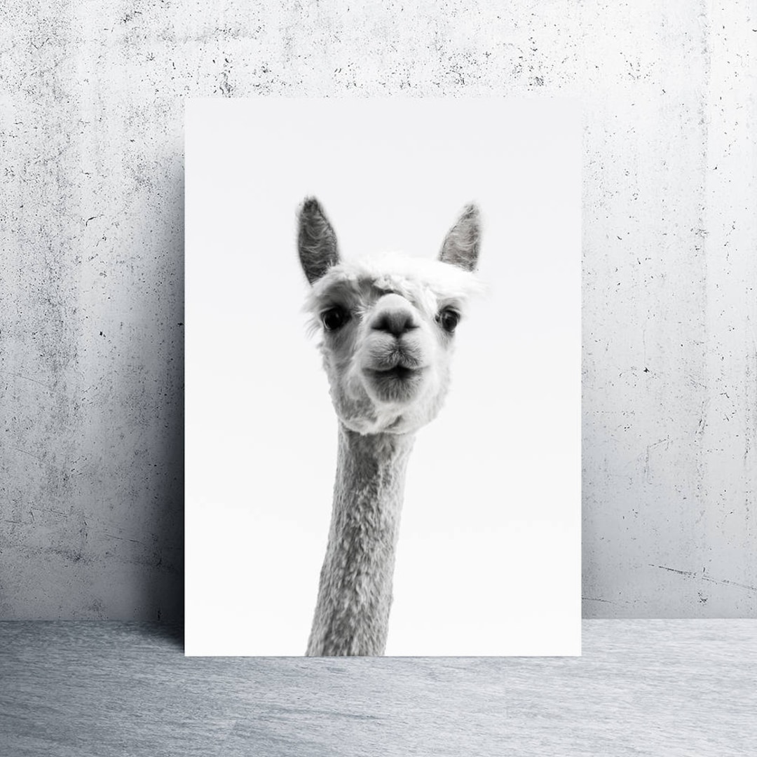 Alpaca Print Alpaca Print Wall Art Alpaca Printable Lama - Etsy
