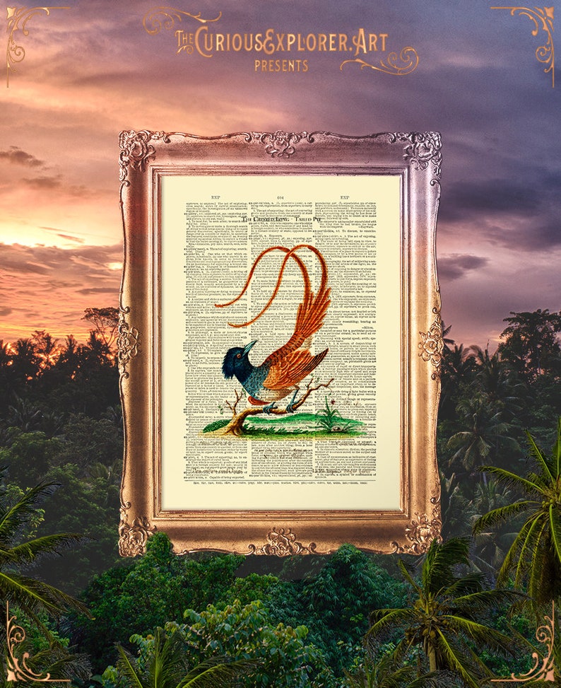 Exotic Bird Poster Vintage Bird Posters Parrot Prints Long - Etsy