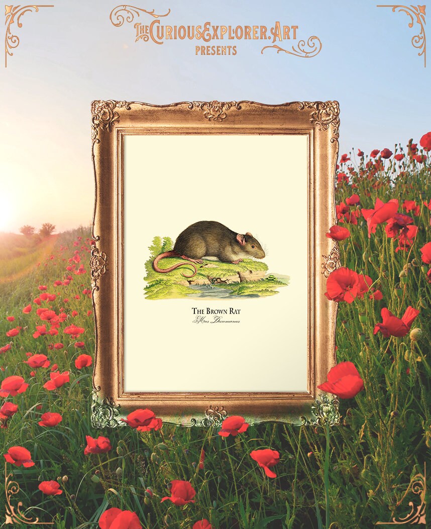 Rat Art Print Cute Animal Prints Rat Girlfriend Gift Animal - Etsy