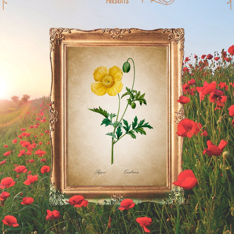 Yellow Poppy Art - Etsy