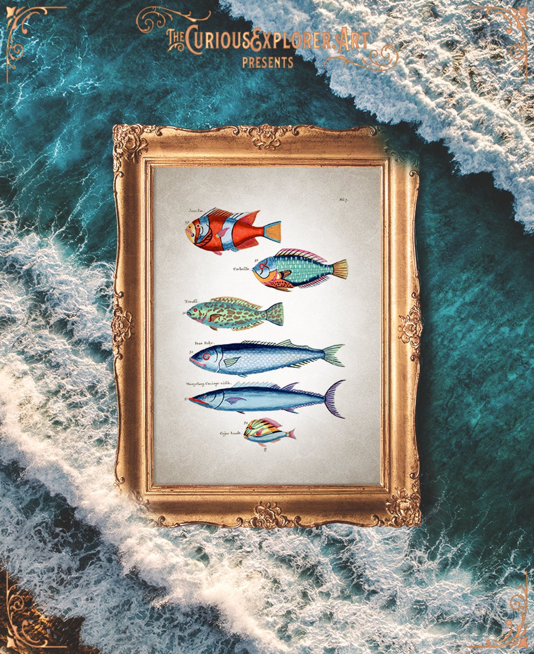 Aquatic Poster Fish Print Baby Gift Fish Art Poster Antique - Etsy