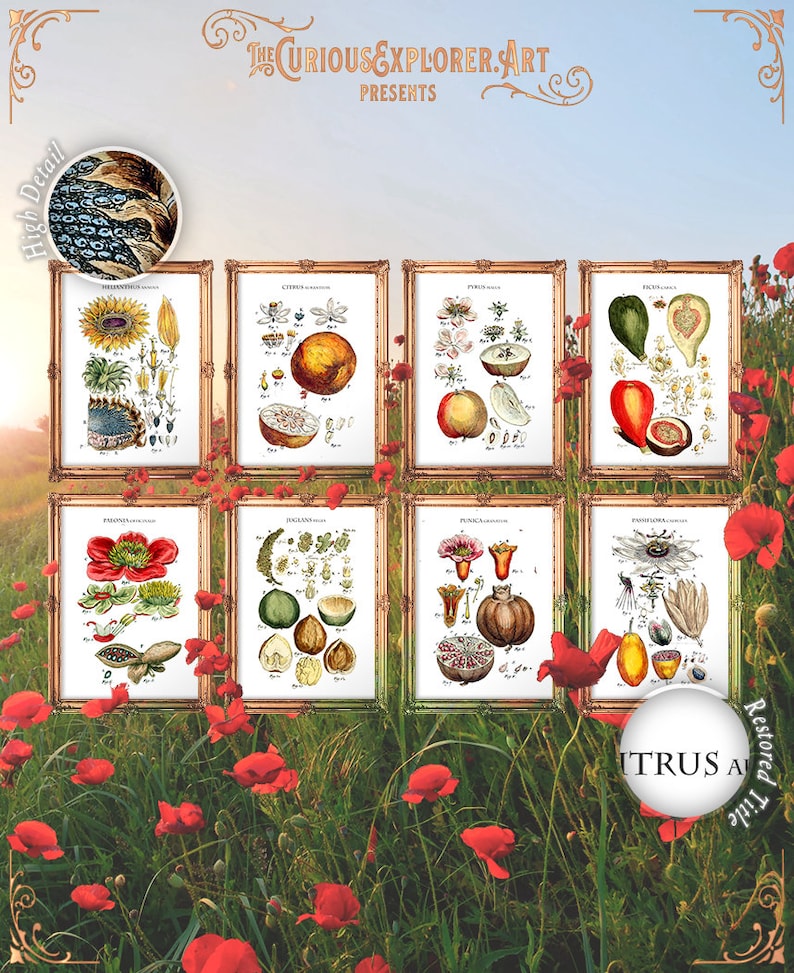 Set of 8 Botanical Print Set Fruit Wall Art Botanical Wall | Etsy