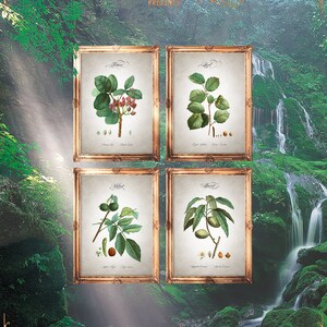 Nut Print Set, Love Gift Wall Art, Gift for Boy, Almond Tree, Nut ...