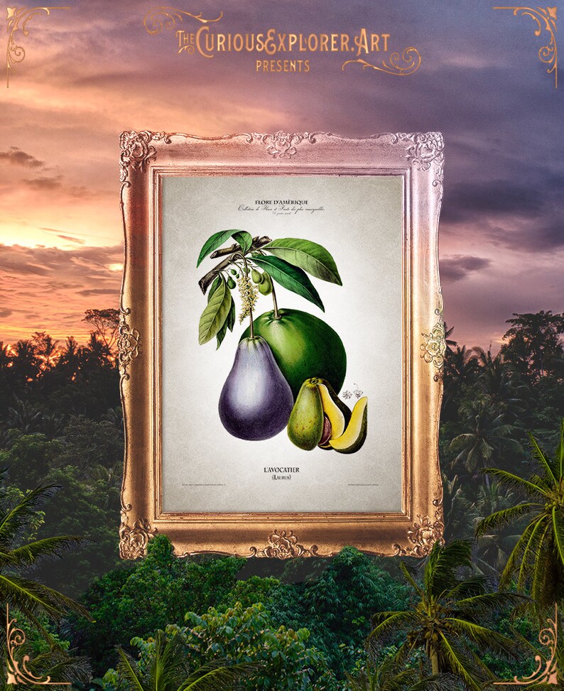 Rustic Botany Poster Fruit Art Posters Home Avocado Print - Etsy