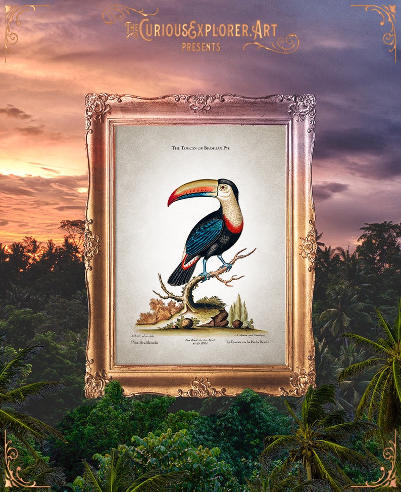 Exotic Bird Posters Victorian Birds Art Toucan Print Toucan - Etsy