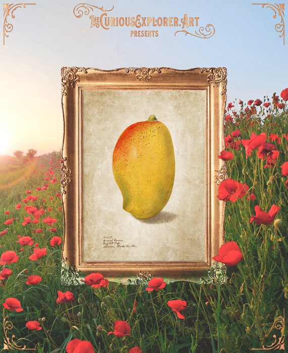 Mango Wall Art Kitchen Poster Botanical Art Decor Unique | Etsy