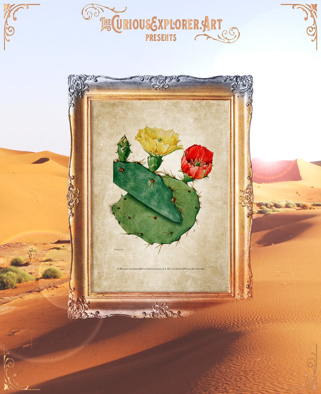 Cacti Art Posters, Botanical Art Print, Botany Nursery Decor, Desert ...