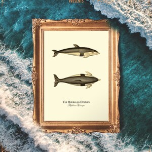 Dolphin Art Print Cool Animal Poster Dolphin Boy Gift | Etsy