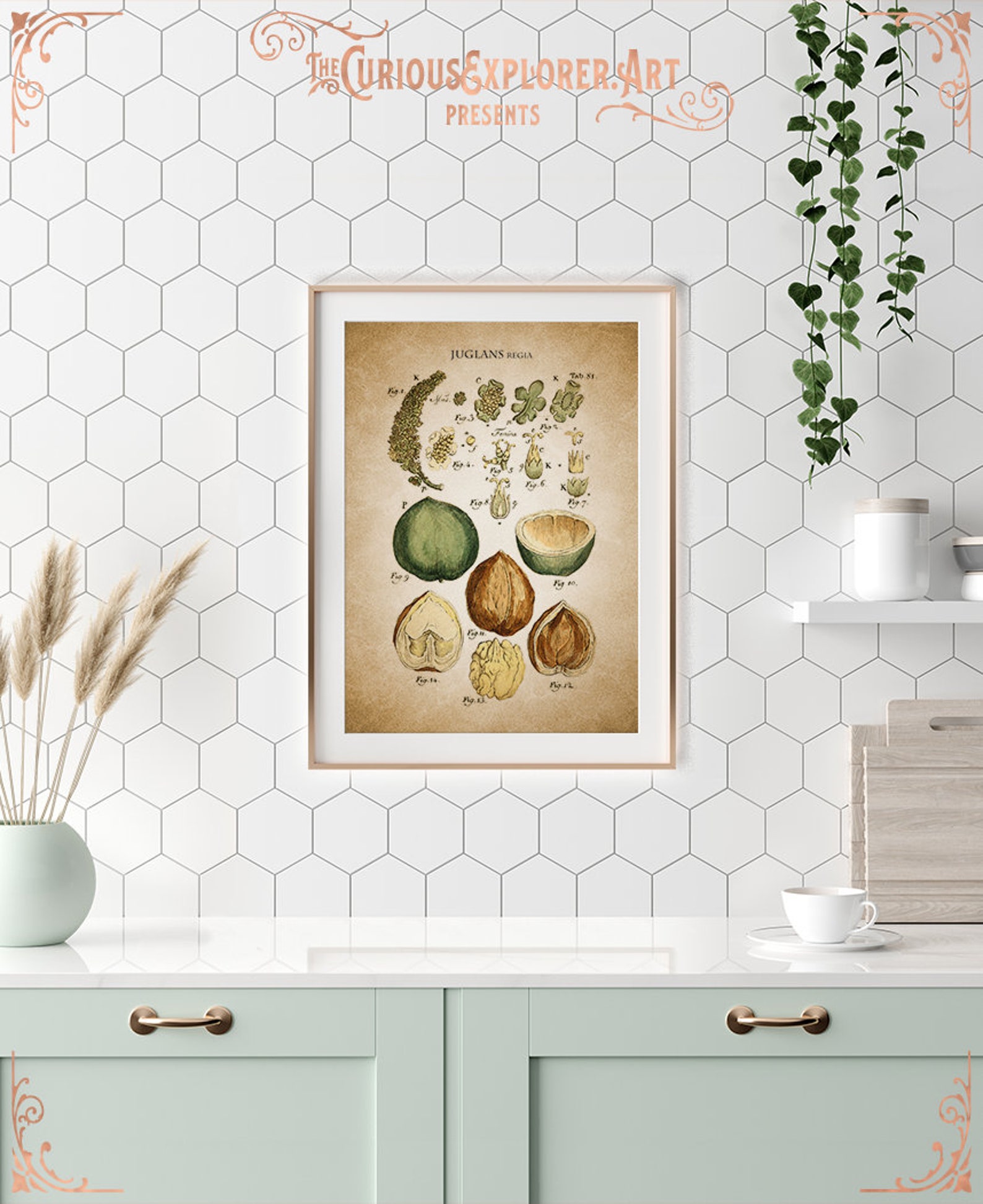 Walnut Illustration Kitchen Walnut Print Fruit Boy Room | Etsy