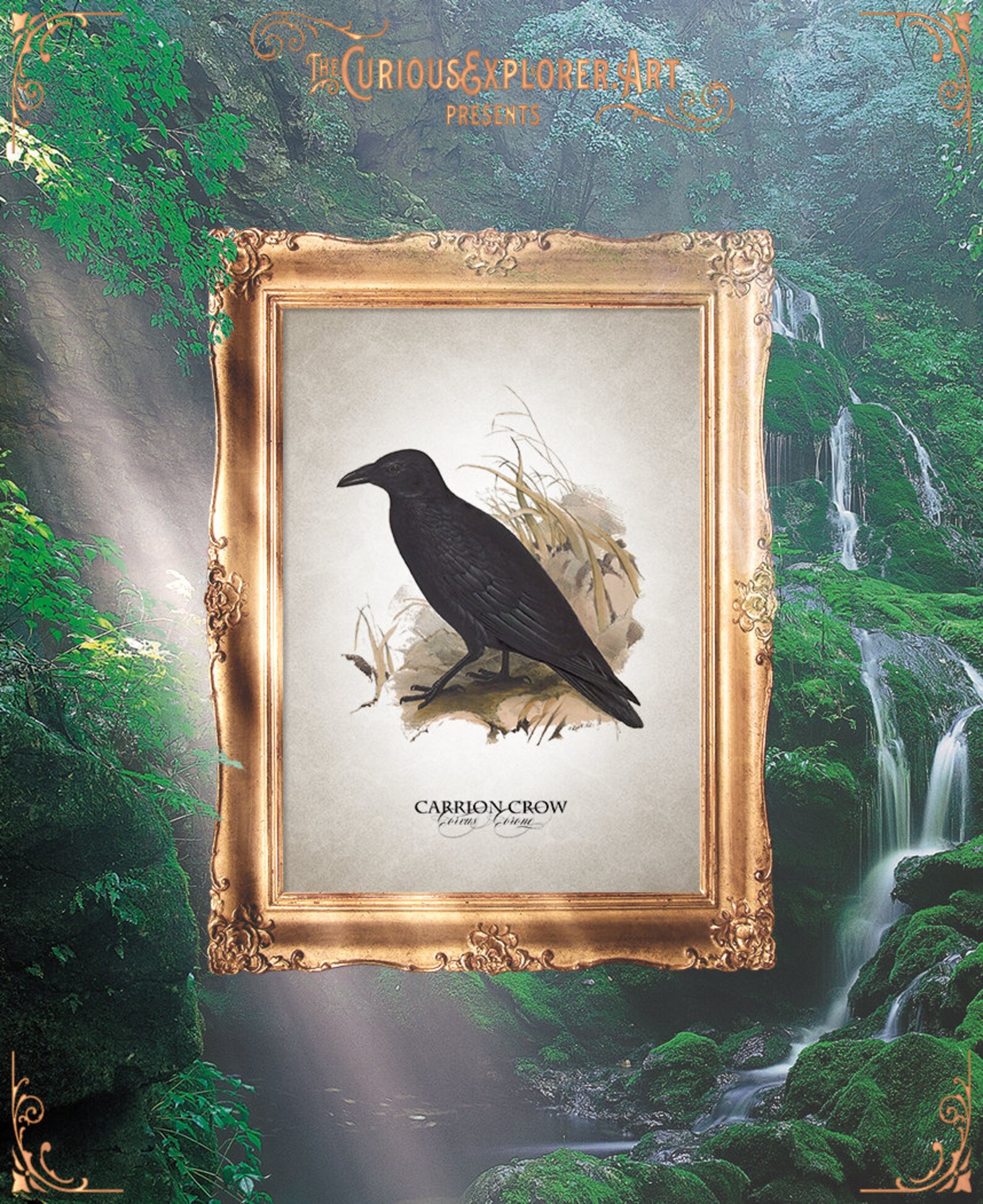 Carrion Crow Poster Black Bird Artwork Carrion Crow Print | Etsy