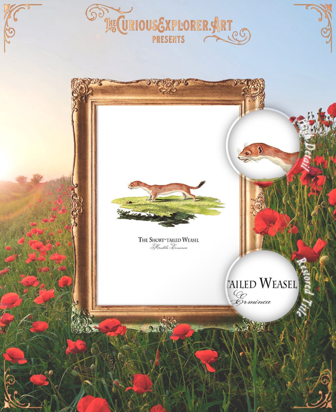 Weasel Poster, Cool Animal Wall Art, Weasel Love Gift, Animal Posters ...