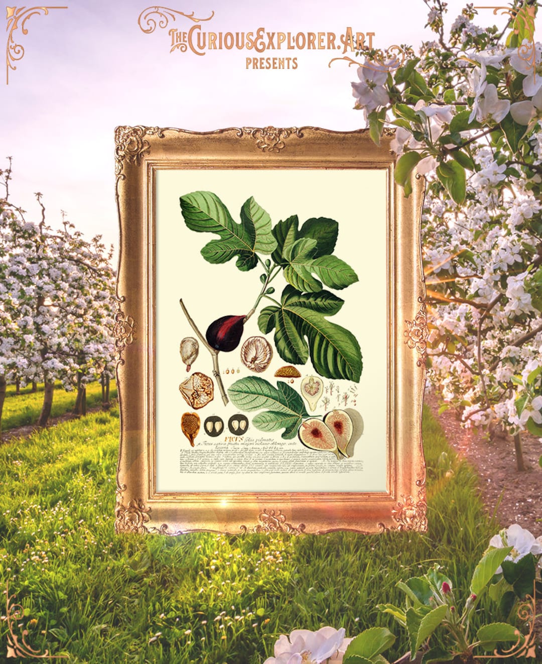 Fig Art Decor, Kitchen Fig Wall Art, Fig Print, Vintage Fig Print, Fig ...