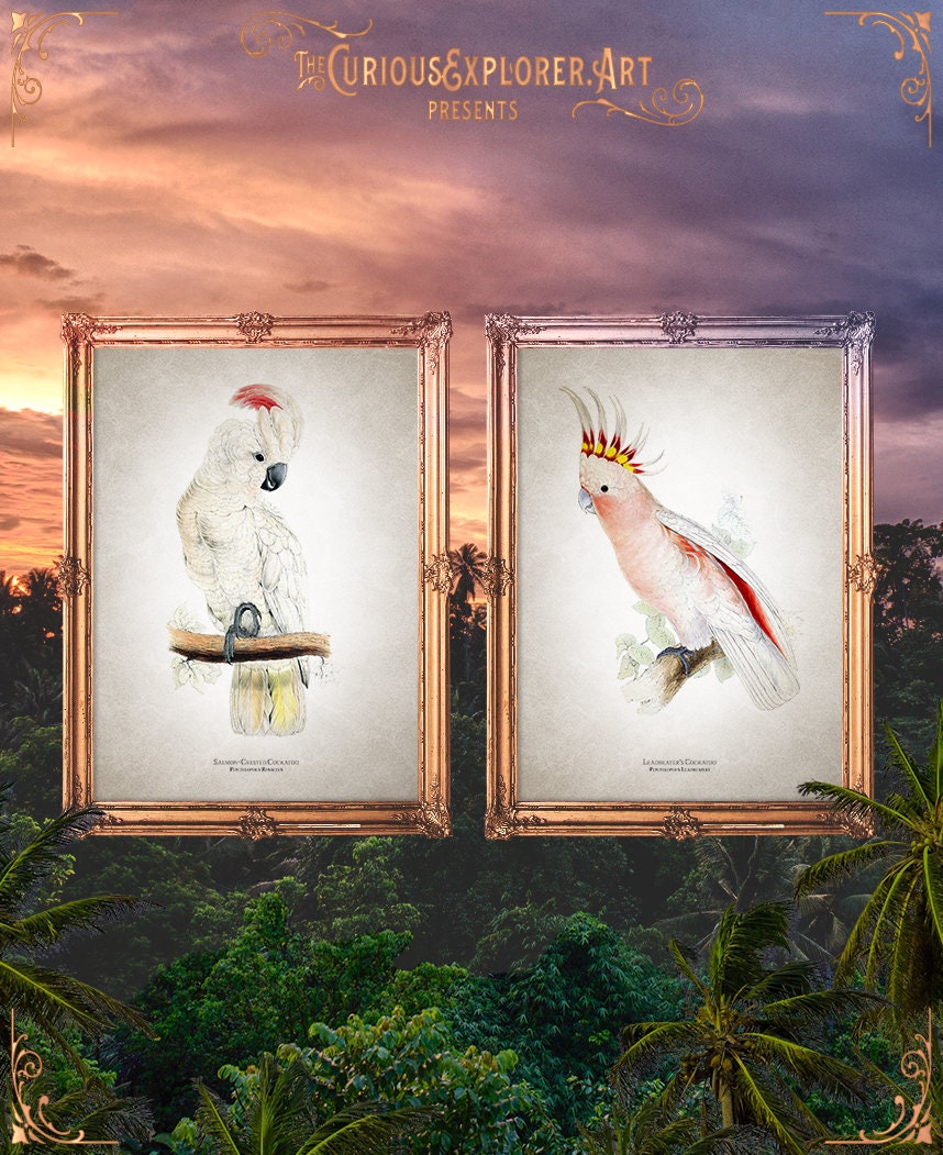 Birds Poster Set Parrot Poster Name Day Art Prints Antique | Etsy