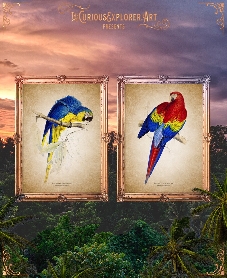 Blue Cockatoo Poster Wedding Favor Prints Birds Bathroom | Etsy