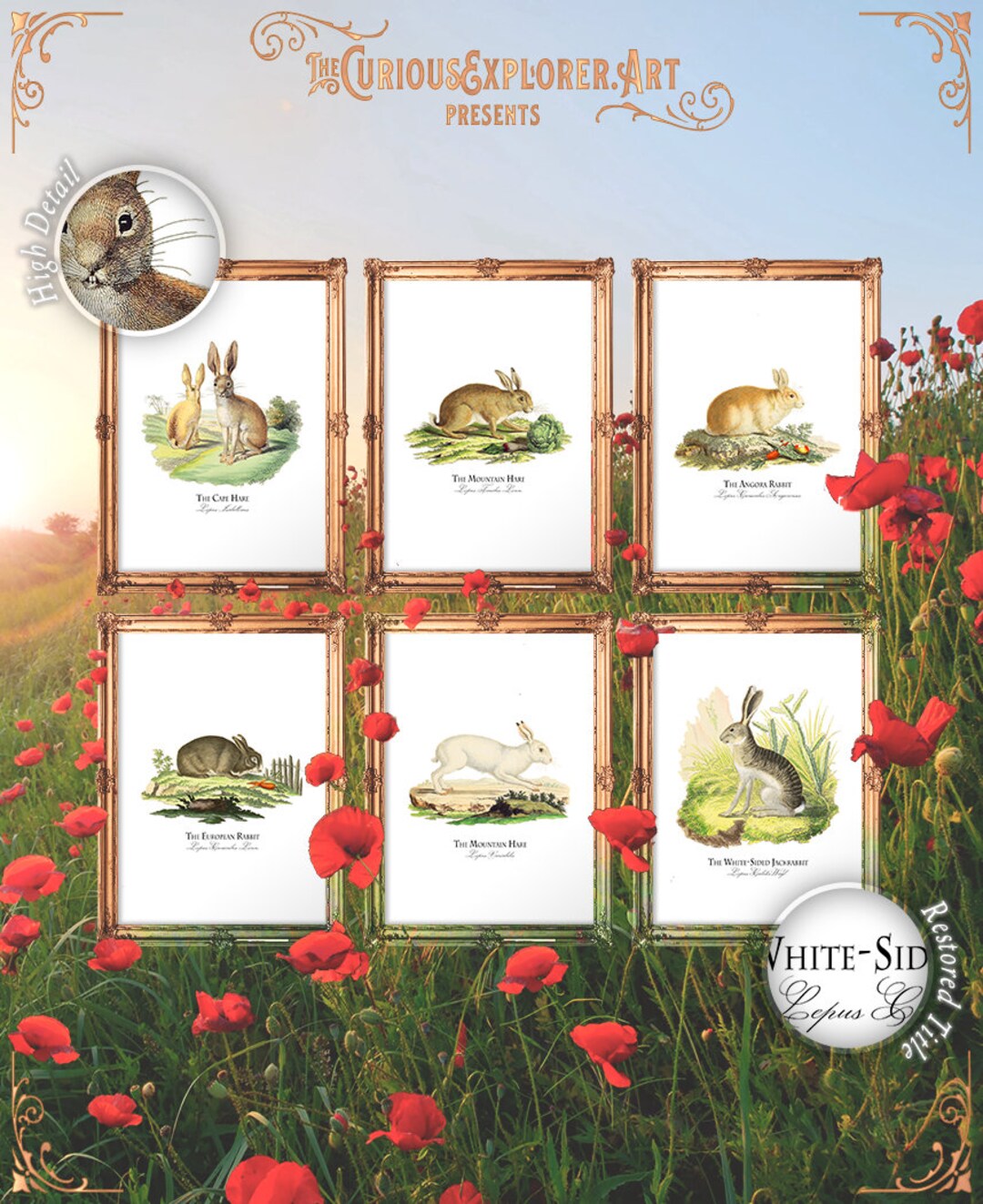 Hare Print, Hare, Rabbit Print, Rabbit, Bunny Print, Bunny - E18_set61 ...