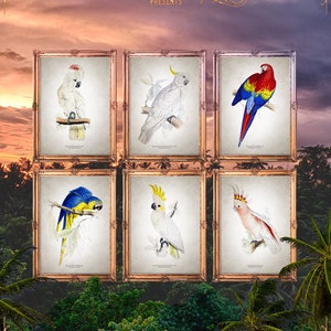 Birds Print Pack, Parrot Art Print, Birthday Print, Cottage Birds ...