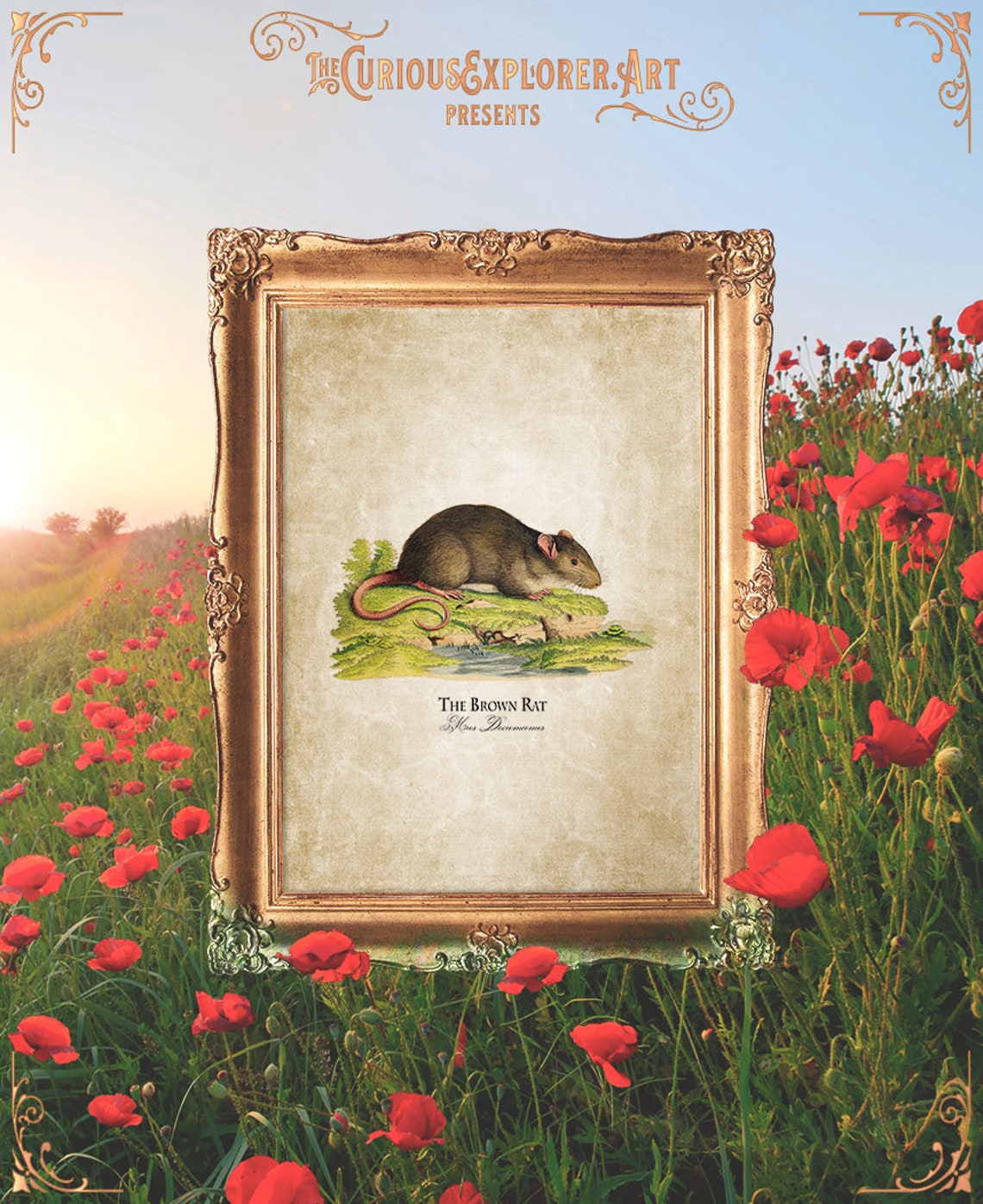 Rat Art Print Cute Animal Prints Rat Girlfriend Gift Animal | Etsy