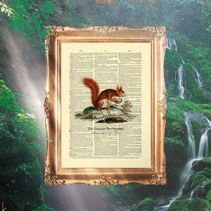 Red Squirrel Poster, Old Educational Art, Grandmother Gift, Love Gift ...