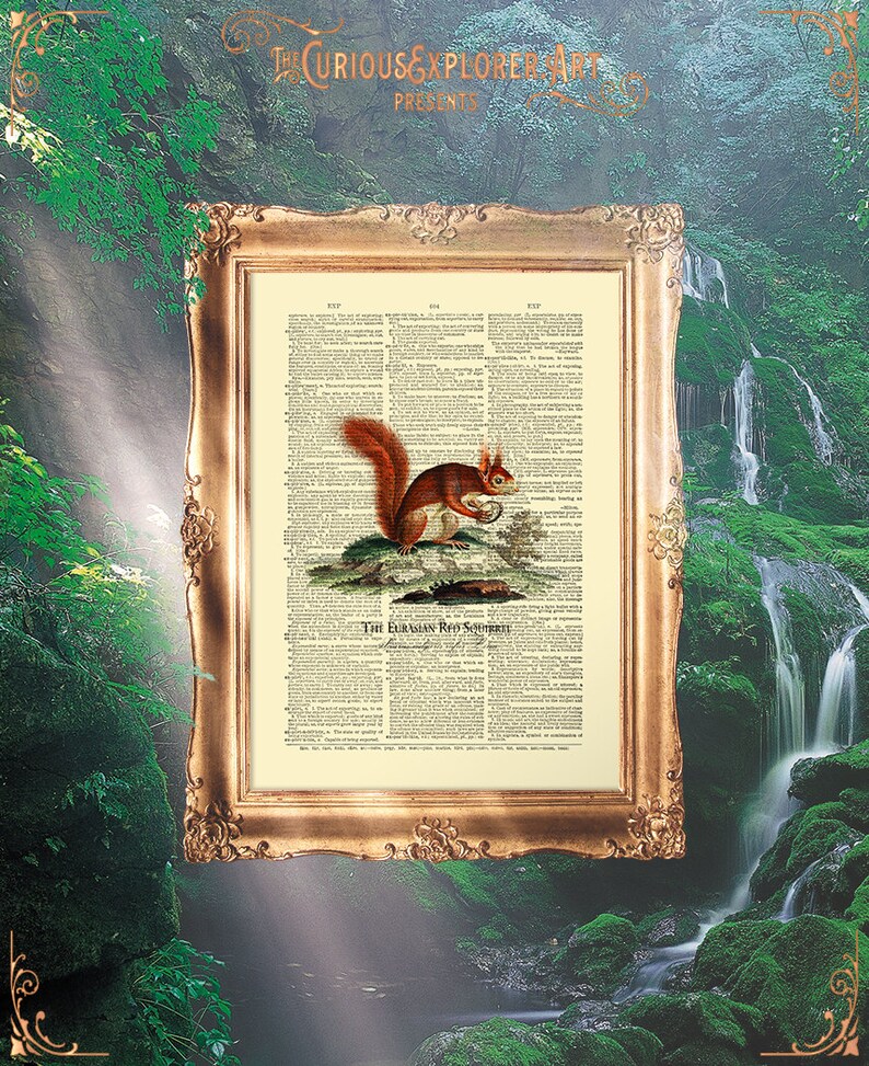 Red Squirrel Poster Old Educational Art Grandmother Gift | Etsy