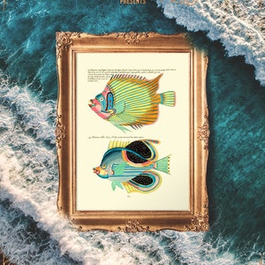 Color Fish Print Fish Illustrations Tropical Fish Poster - Etsy