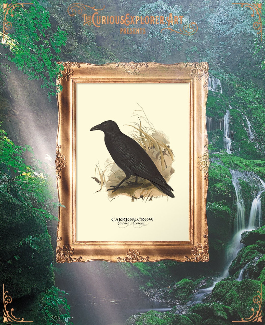 Carrion Crow Poster, Black Bird Artwork, Carrion Crow Print, Kitchen ...