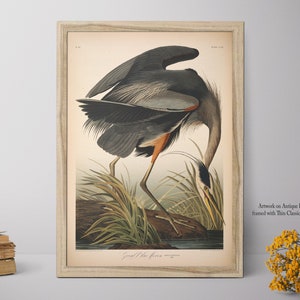 Bird Print, Large Wall Art, Large Framed Art, Vintage Bird Prints ...