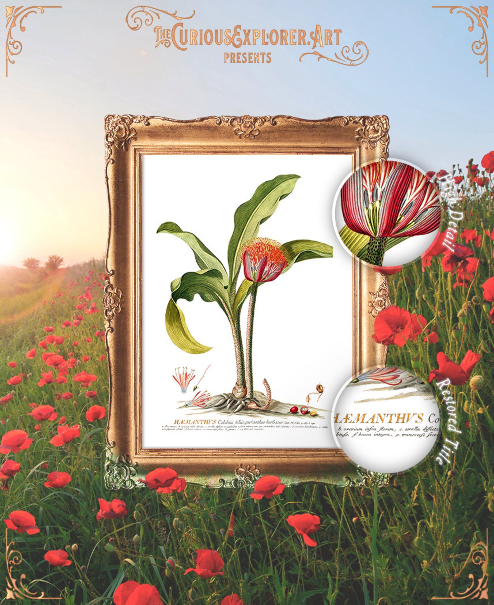 Lily Blossom Prints Lily Floral Poster Lily Flowers Art | Etsy