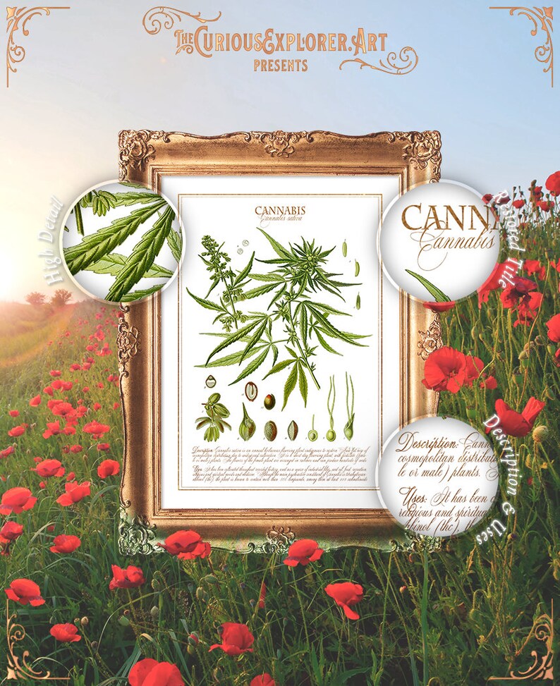 Cannabis Print Medicinal Herb Print Botanical Print Vintage - Etsy