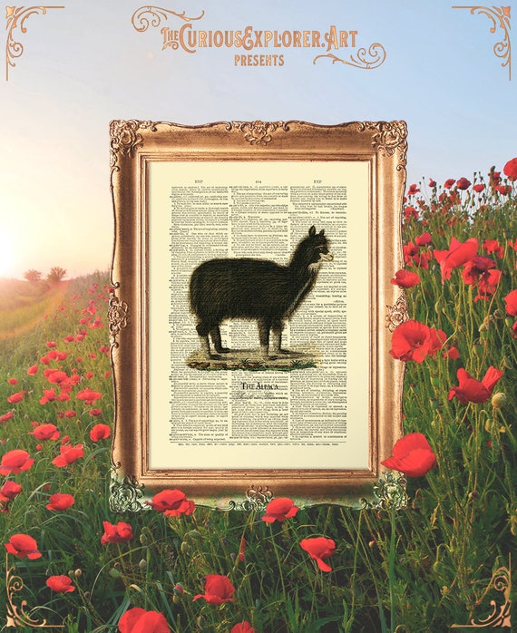 Alpaca Poster Funny Animal Art Alpaca Birthday Gift Animal - Etsy