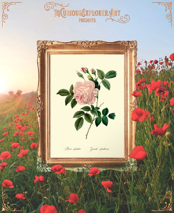 Rose Print Pink Rose Print Floral Decor Gift for Mom Decor | Etsy