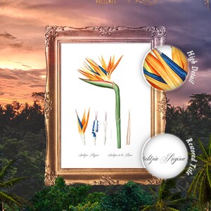 Crane Flower Prints, Botany Art Decor, Entryway Wall Art, Gift for Wife ...