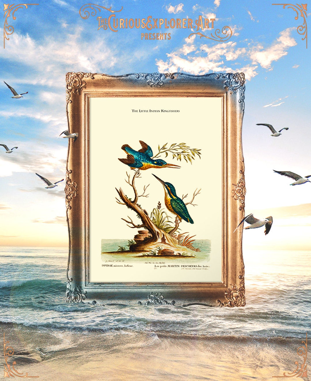 Small Bird Print, Colorful Bird Print, Birds Art Prints, Kingfishers ...