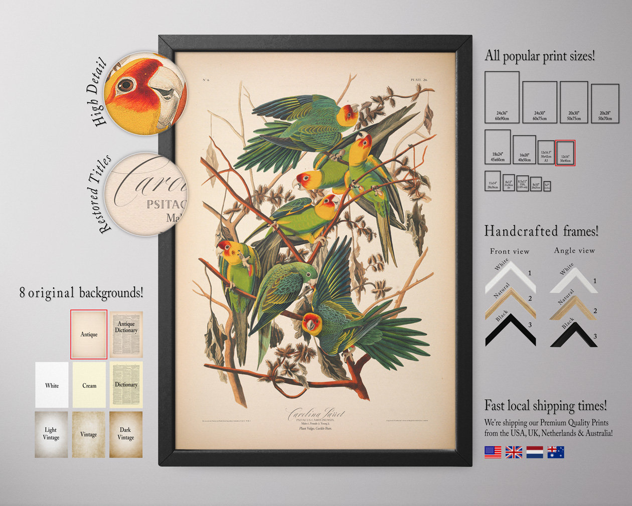 Parrot Poster Large Print Framed Bird Print Living Room | Etsy