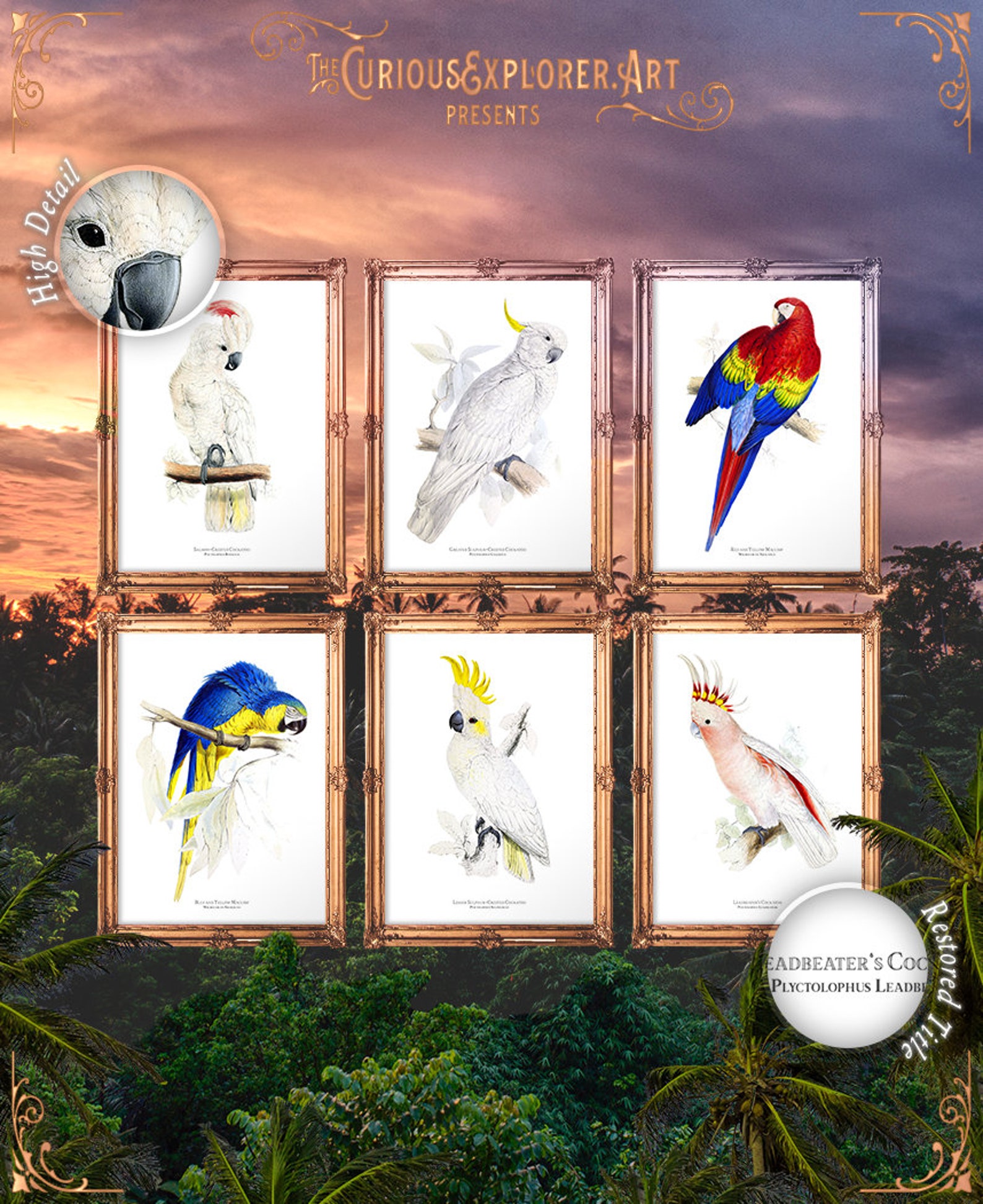 Birds Print Pack Parrot Art Print Birthday Print Cottage - Etsy