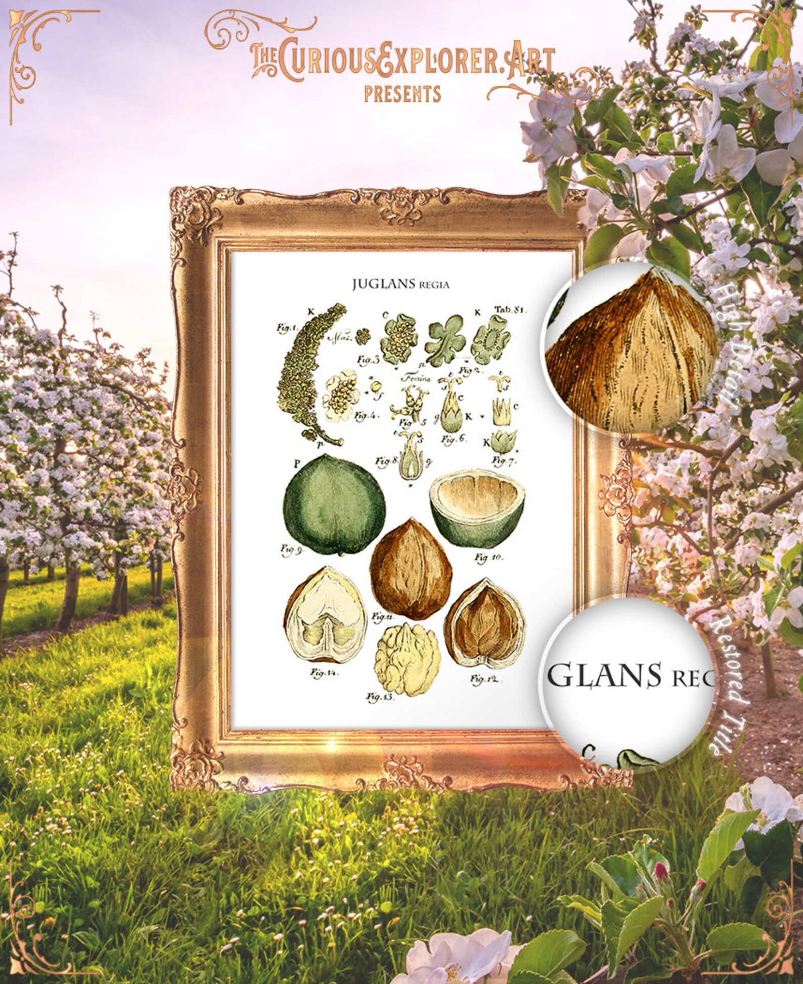 Walnut Illustration Kitchen Walnut Print Fruit Boy Room | Etsy