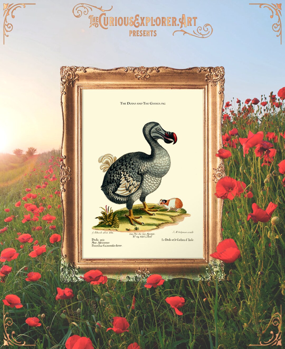 Cute Animal Poster, Nursery Decor Idea, Guinea Pig Poster, Antique Dodo ...