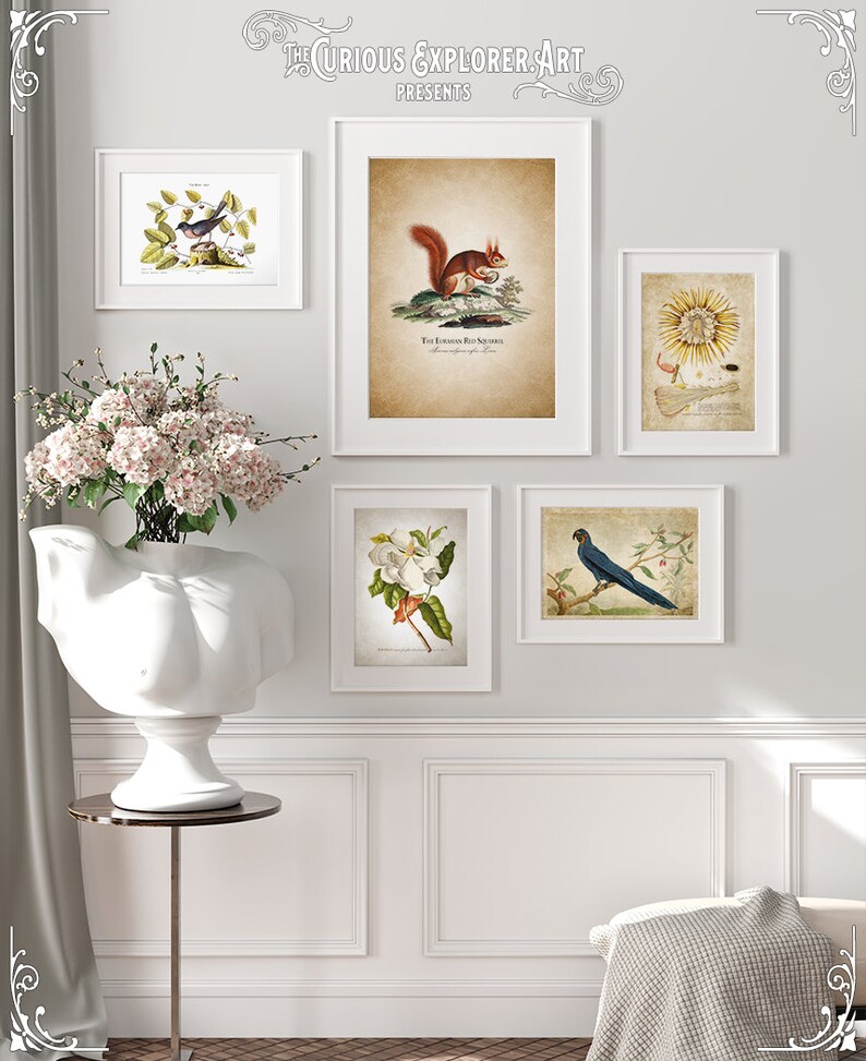 Red Squirrel Poster Old Educational Art Grandmother Gift | Etsy