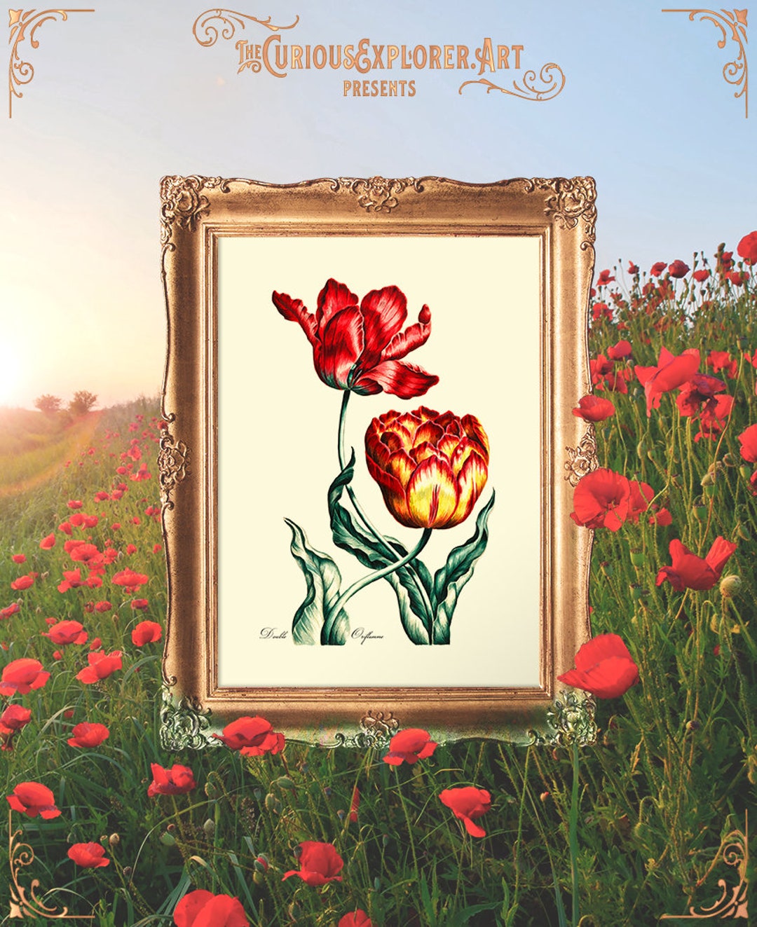 Victorian Tulip Art, Botany Dorm Decor, Kitchen Prints, Wedding Gift ...
