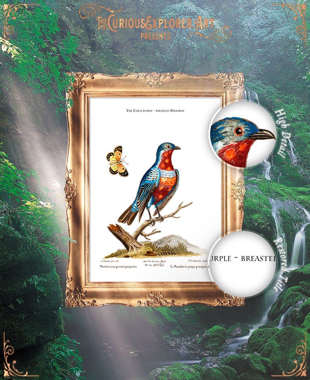 Purple Manakin Bird, Birds Nursery Decor, Butterfly Bird Print, Antique ...