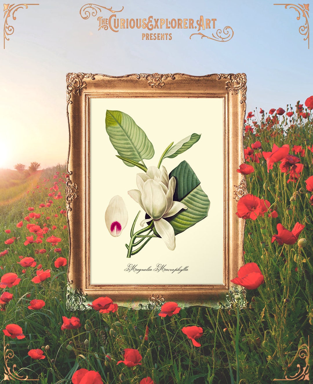 Magnolia Art Print, Magnolia Prints, Magnolia Home Decor, Magnolia ...